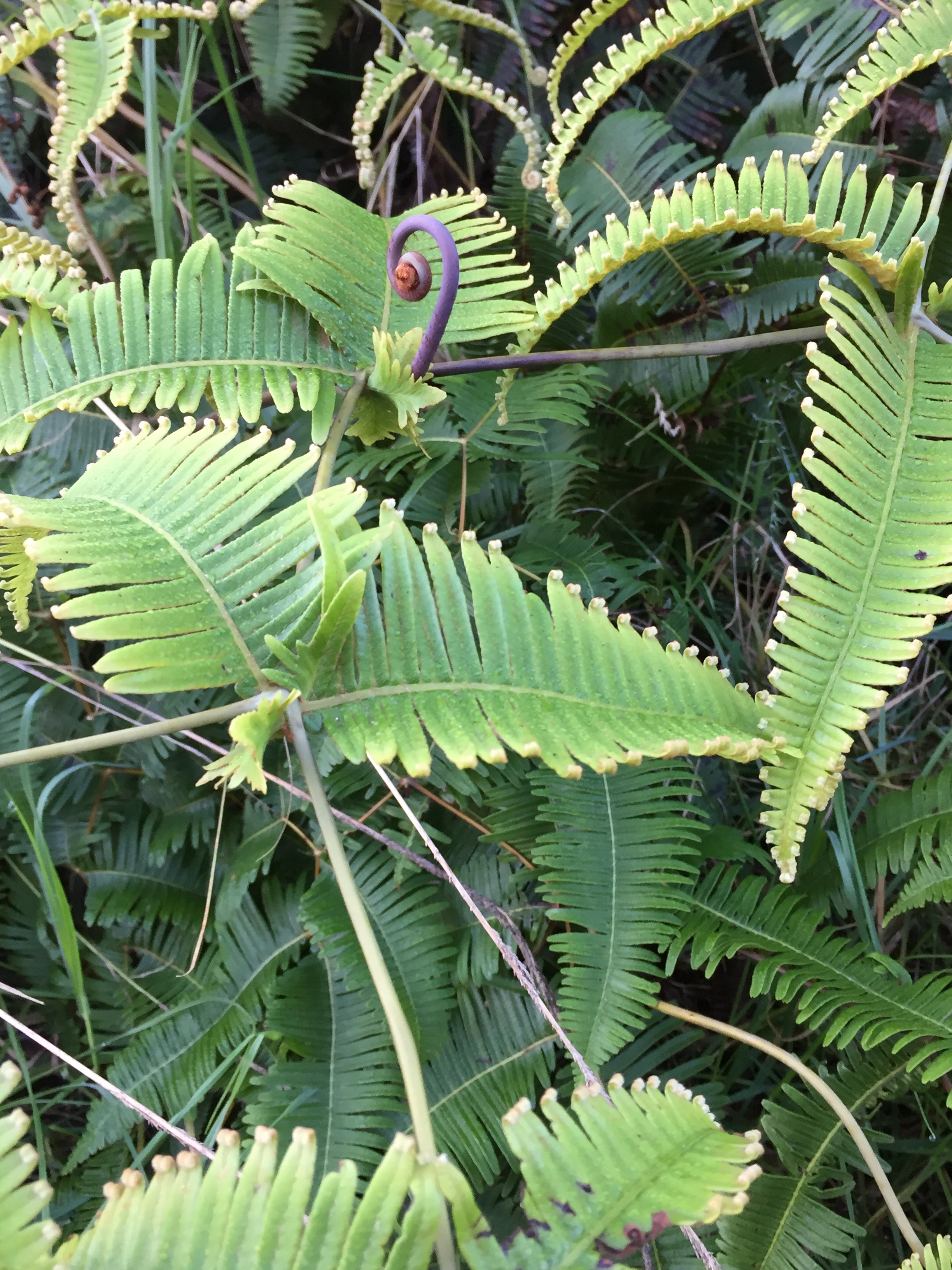 Uluhe | He Momi e Lei ai (a pearl to wear as a lei)
