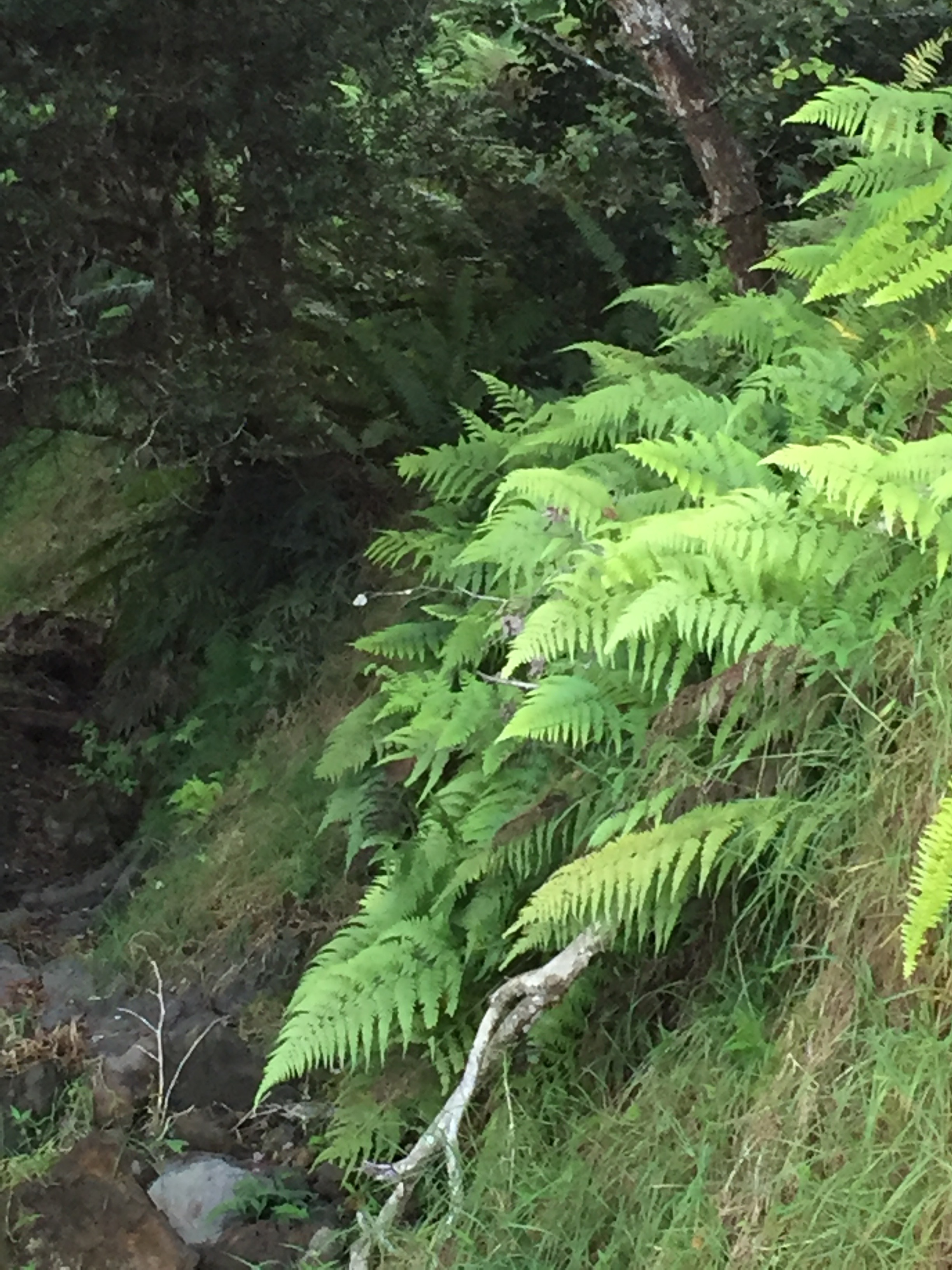 Palapalai | He Momi e Lei ai (a pearl to wear as a lei)